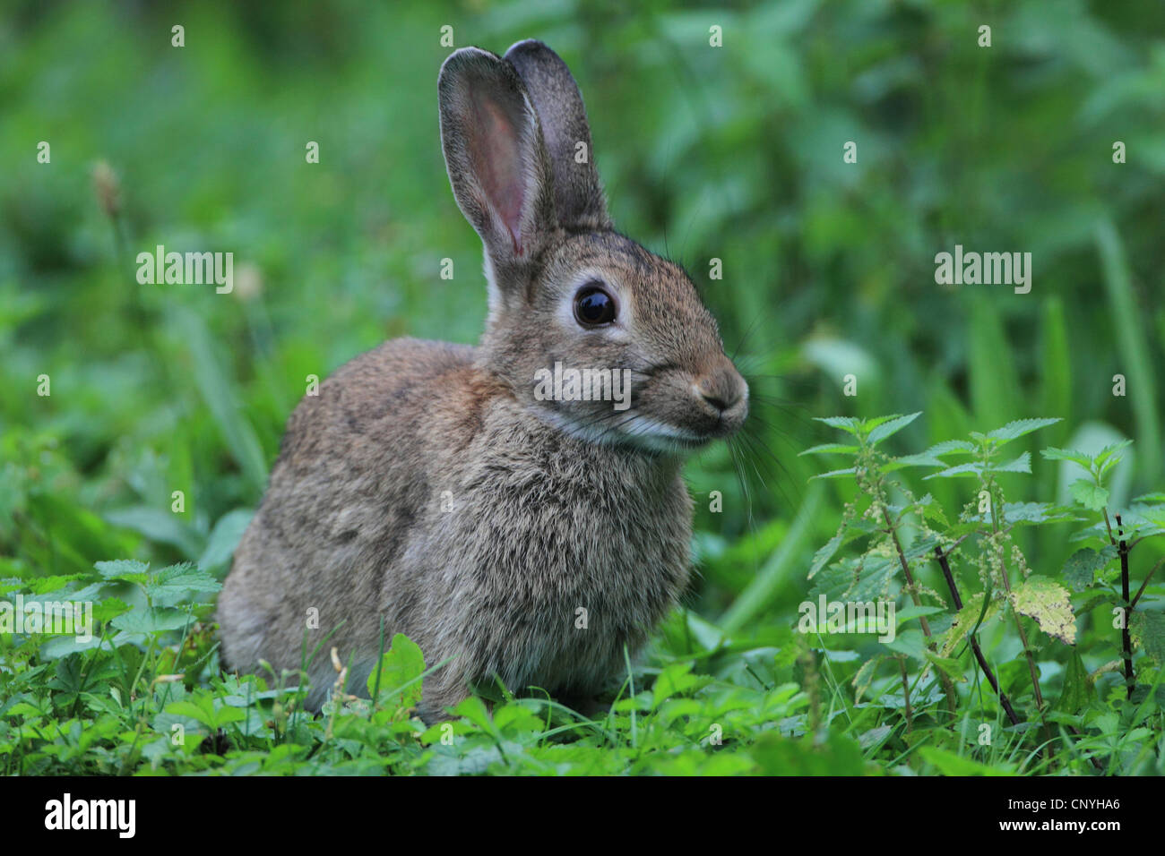 Wild rabbit sitting in grass hi-res stock photography and images - Alamy