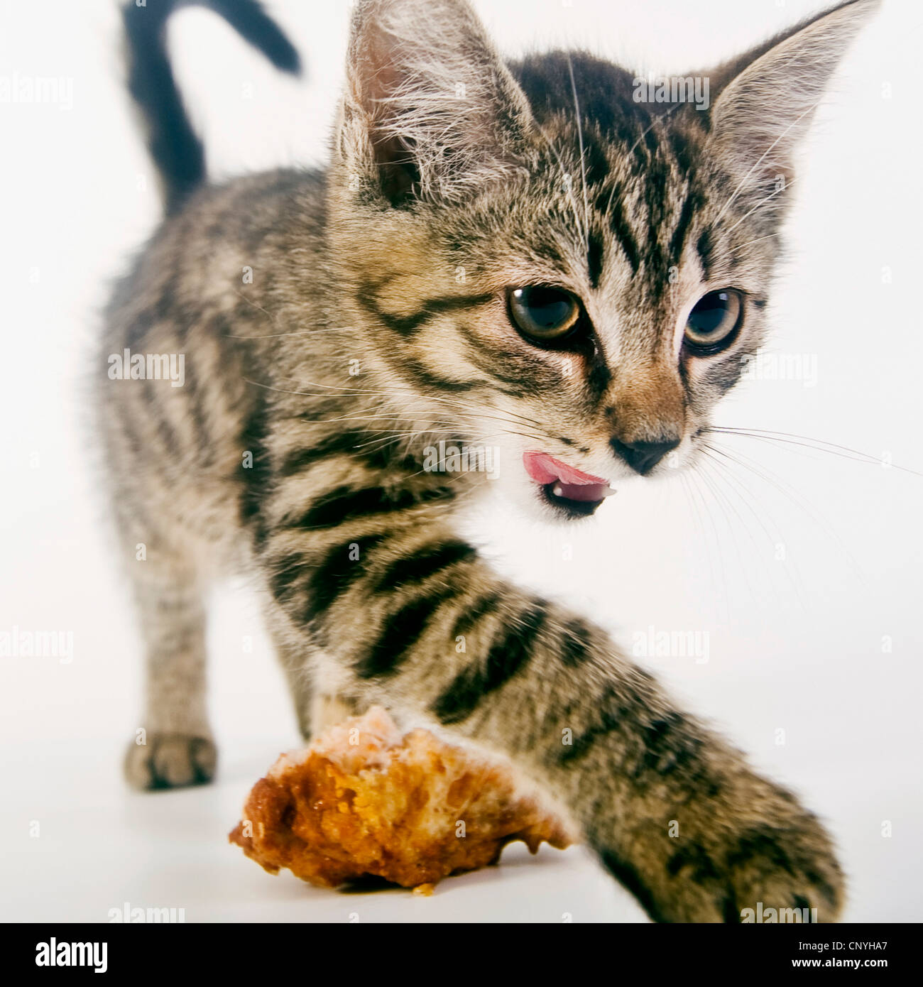 Licking leg hi-res stock photography and images - Alamy