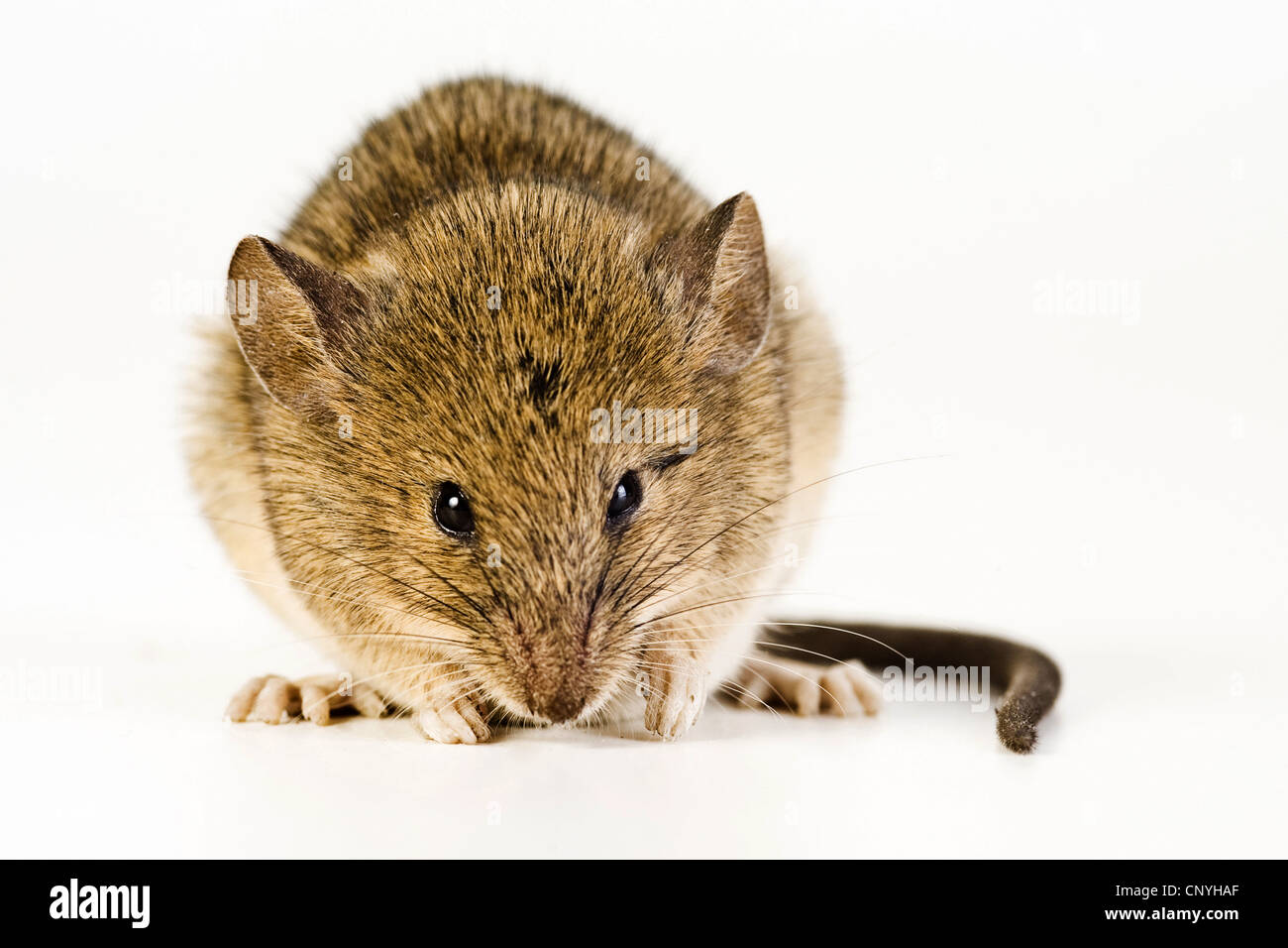 Mus musculus germany hi-res stock photography and images - Alamy