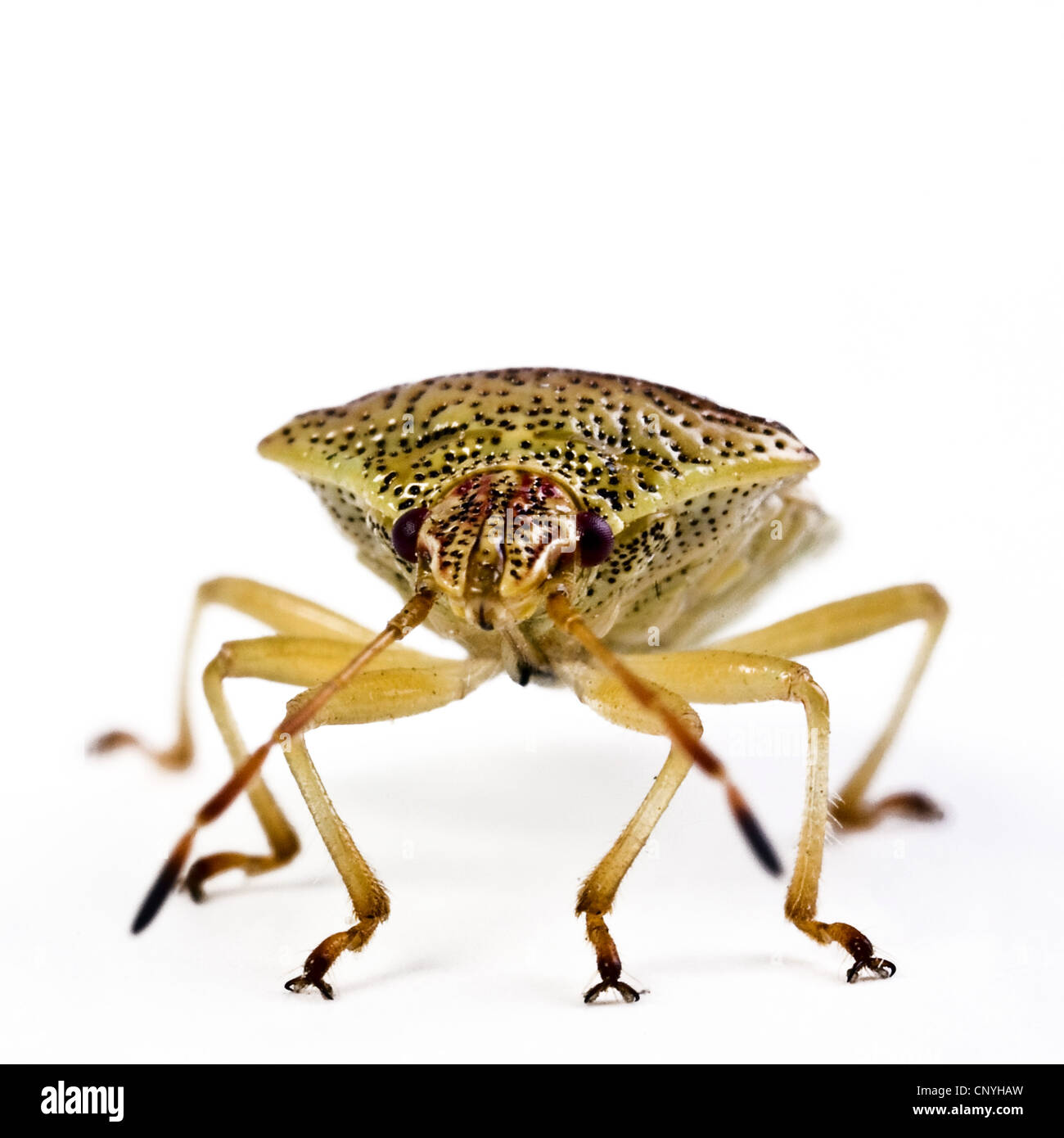 Ground bugs view Cut Out Stock Images & Pictures - Alamy