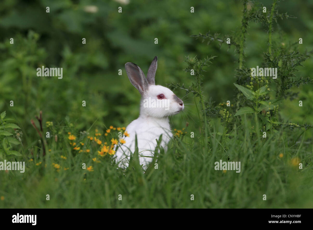Albino rabbit hi-res stock photography and images - Alamy