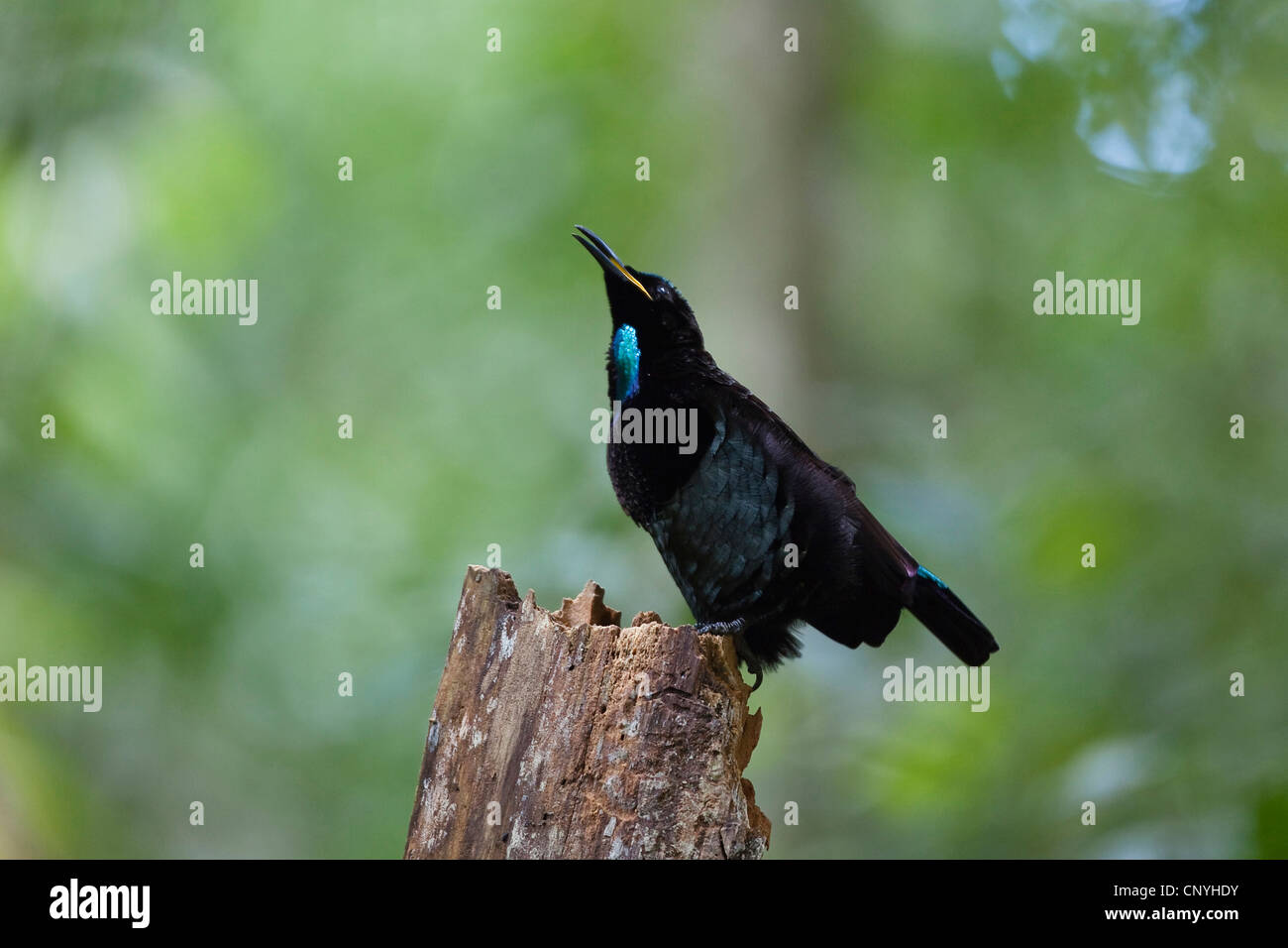 Riflebird hi-res stock photography and images - Alamy