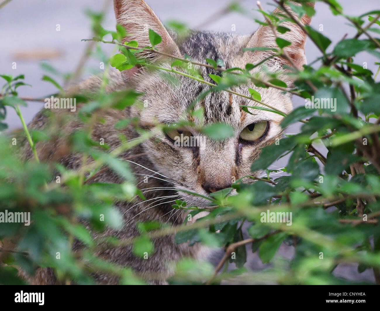 Looks like a tiger Stock Photo - Alamy