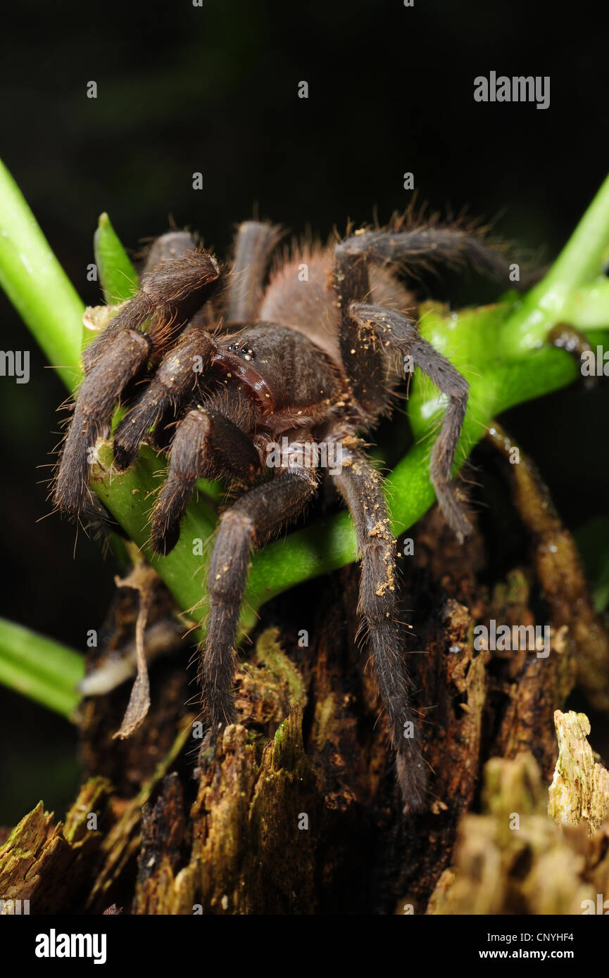tarantulas and bird spiders (Theraphosidae, Aviculariidae), bird spider ...