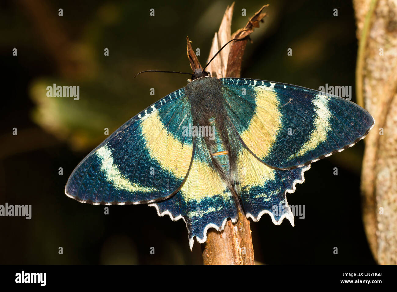 Mataurus hi-res stock photography and images - Alamy