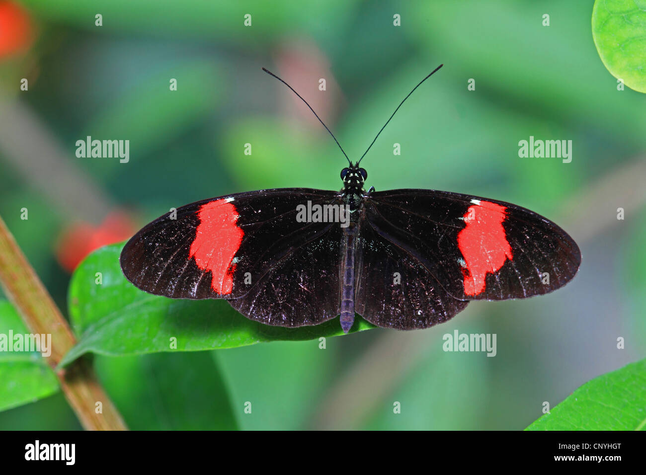 Common postman butterfly hi-res stock photography and images - Alamy