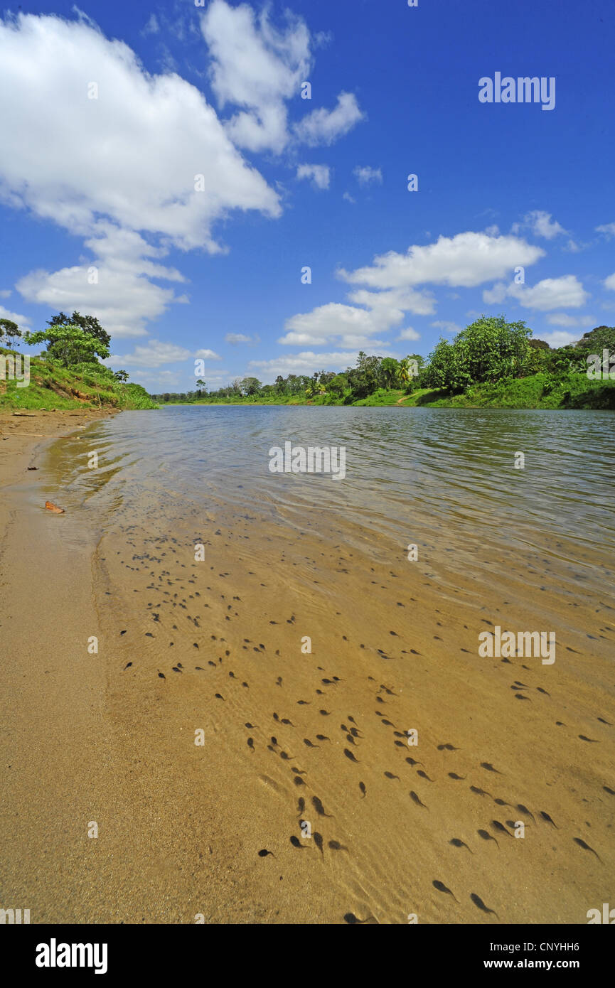 Giant toad, Marine toad, Cane toad, South American Neotropical toad ...