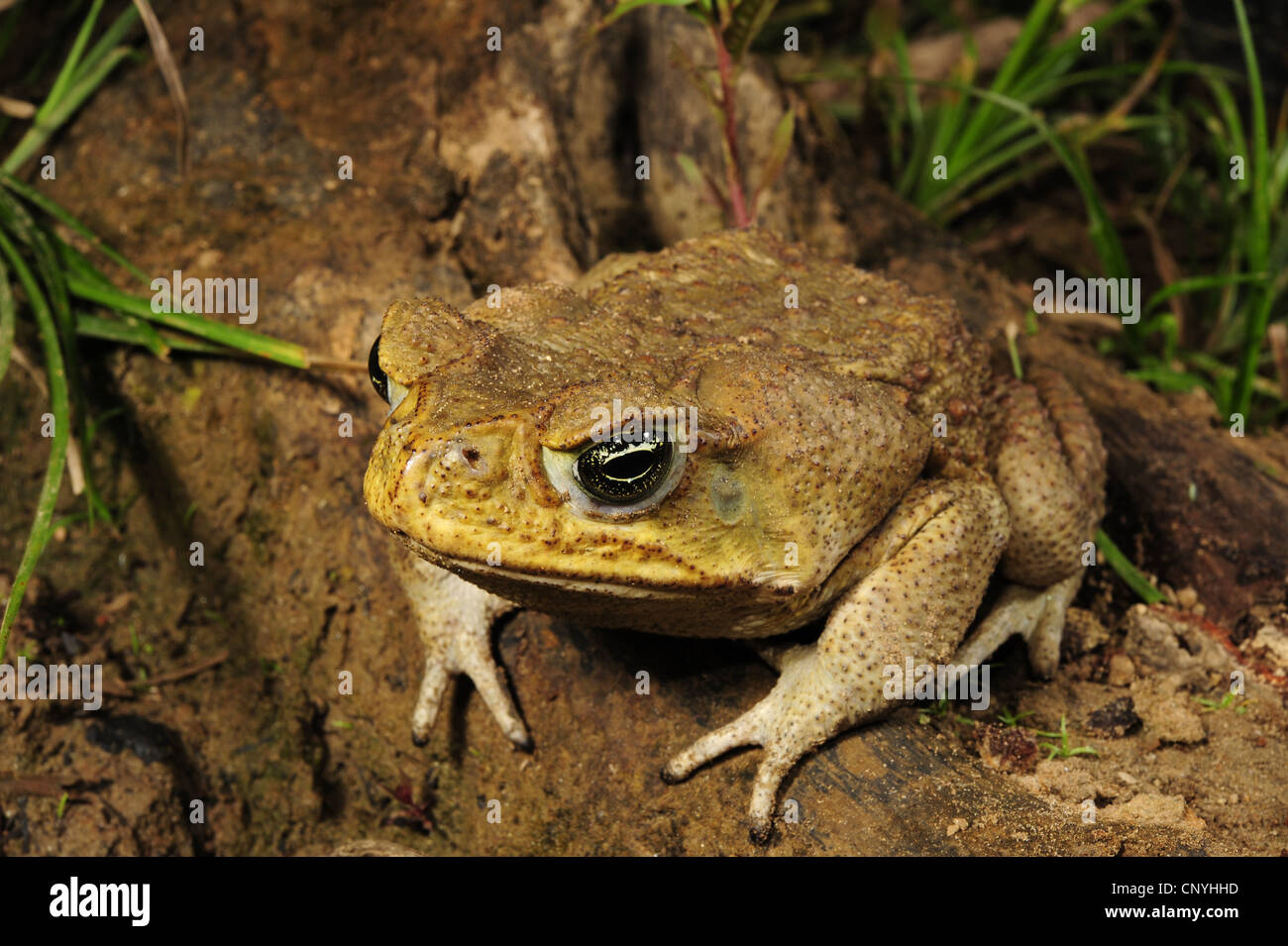 Giant toad, Marine toad, Cane toad, South American Neotropical toad ...