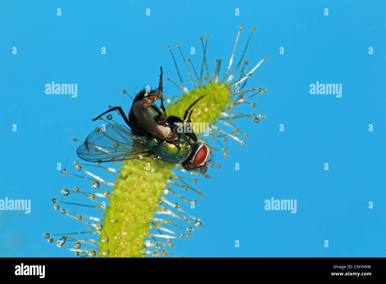 W layer sundew with fly plant fly plants hi-res stock photography and ...