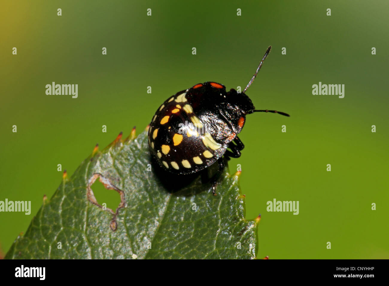 fourteen-spot ladybird (Propylea quatuordecimpunctata), sitting on a ...