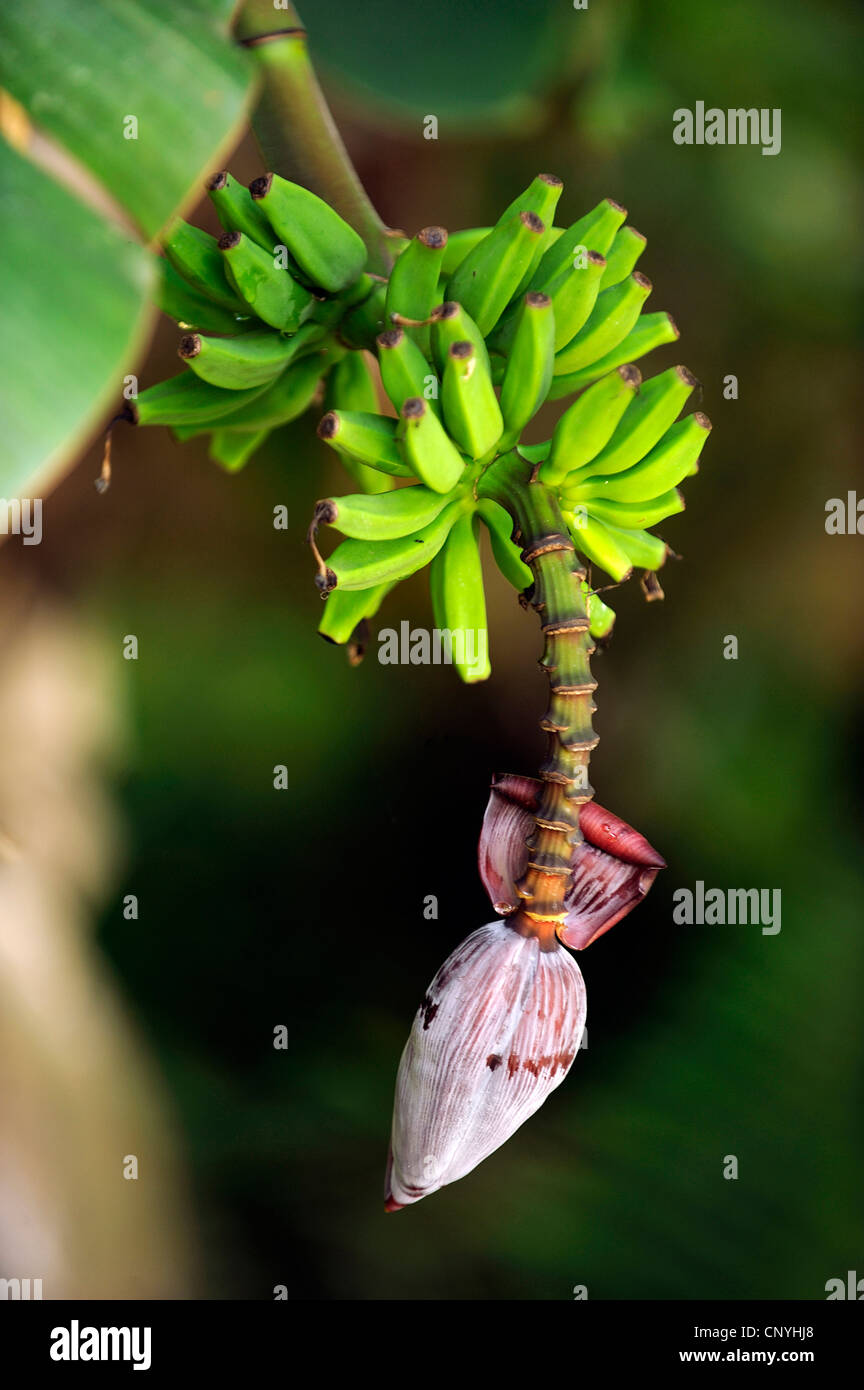 banana (Musa paradisiaca, Musa x paradisiaca), inflorescence ...