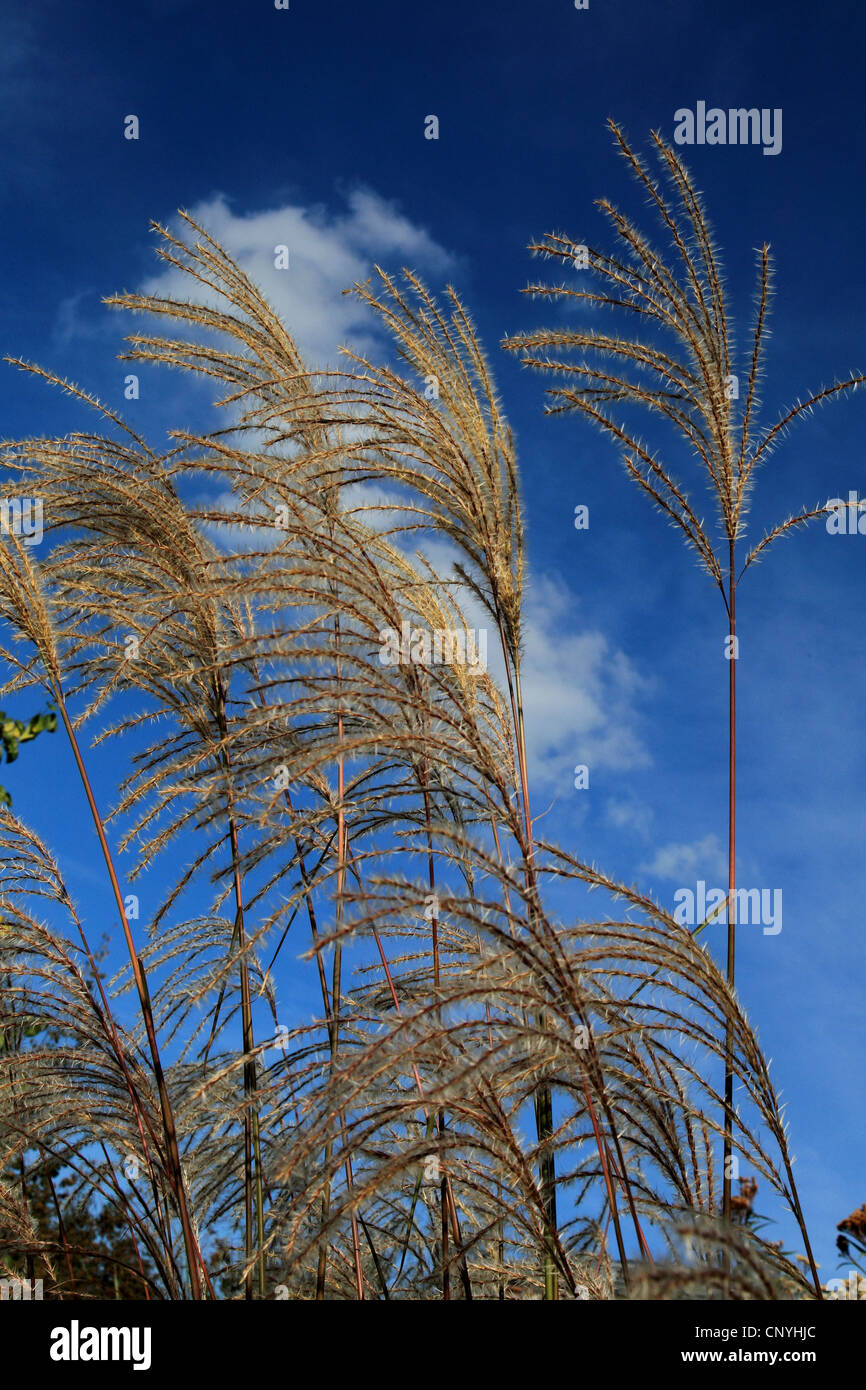Chinese silver grass, Zebra grass, Tiger grass (Miscanthus sinensis ...