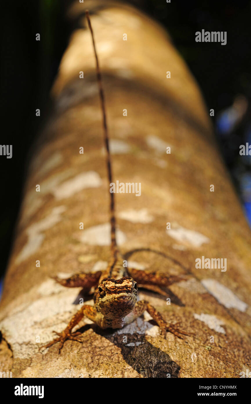 Norops roatanensis (Norops roatanensis), sitting on a tree log ...