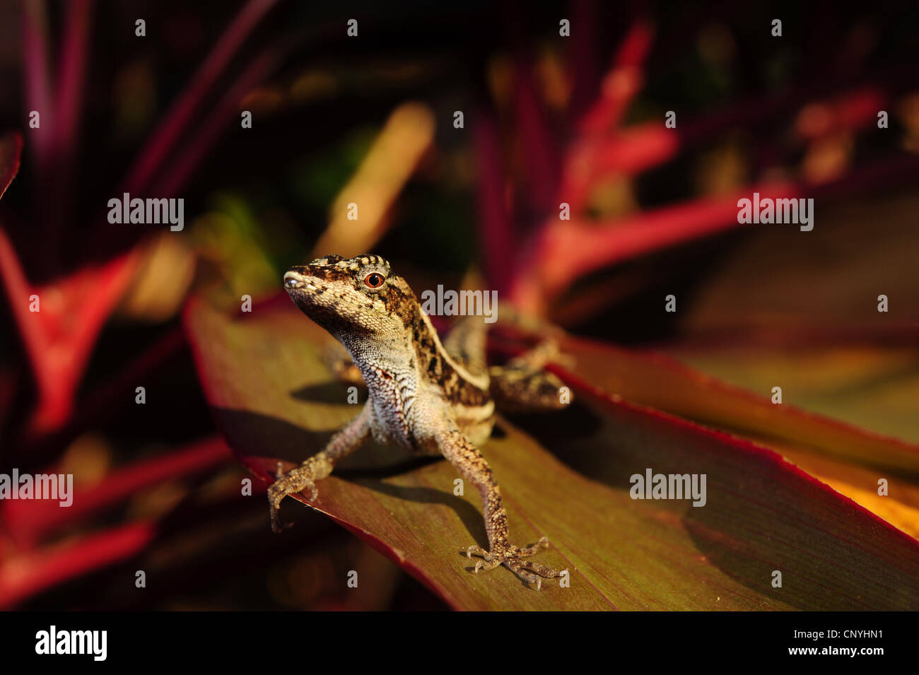 Norops roatanensis hi-res stock photography and images - Alamy