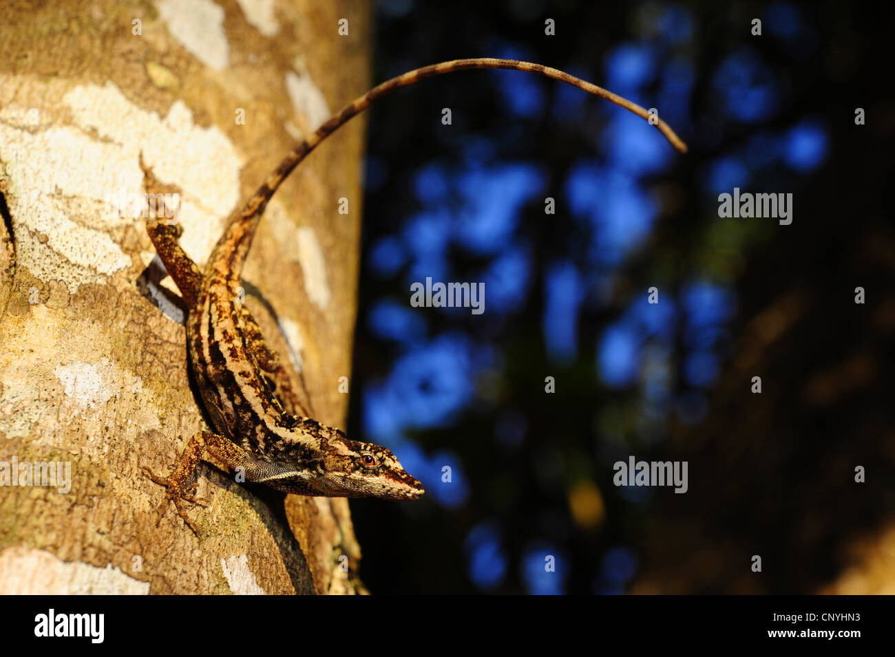 Norops roatanensis (Norops roatanensis), sitting at a tree trunk ...