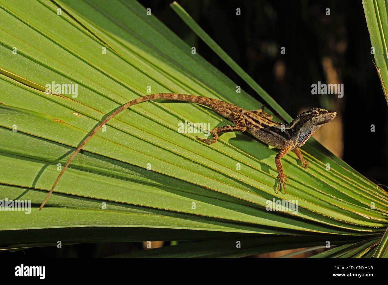 Norops roatanensis (Norops roatanensis), sitting on a leaf, Honduras ...