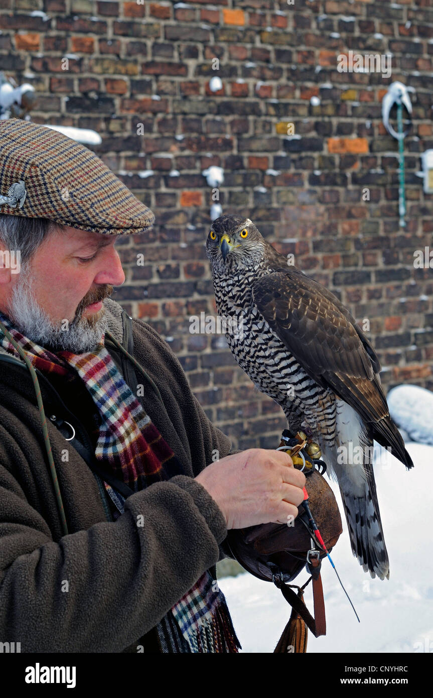 northern goshawk (Accipiter gentilis), falconer preparing a northern ...