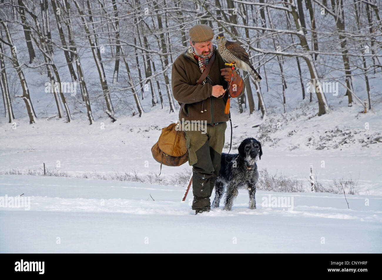 northern goshawk (Accipiter gentilis), hunter with dog and northern ...