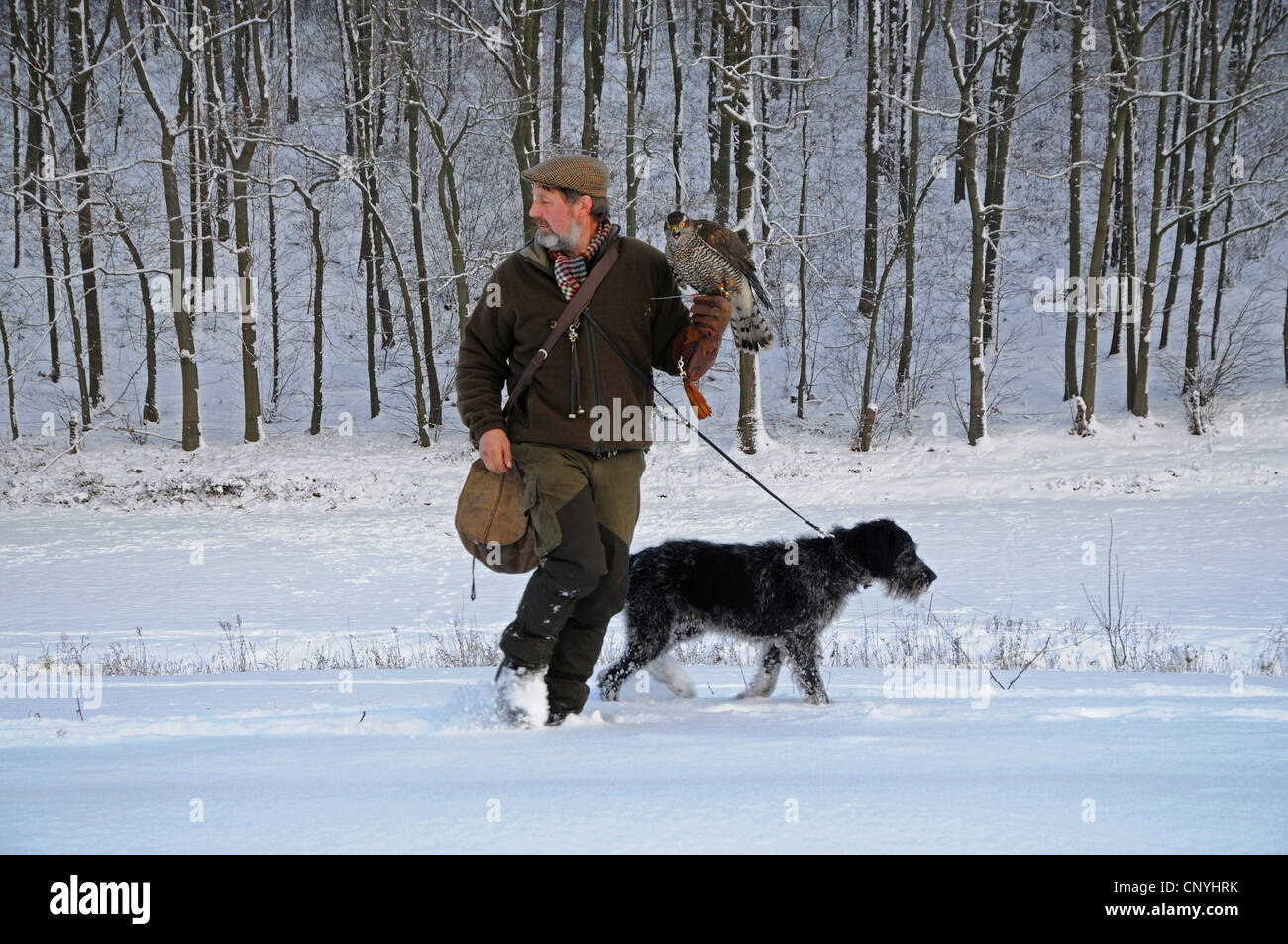 northern goshawk (Accipiter gentilis), hunter with dog and northern ...