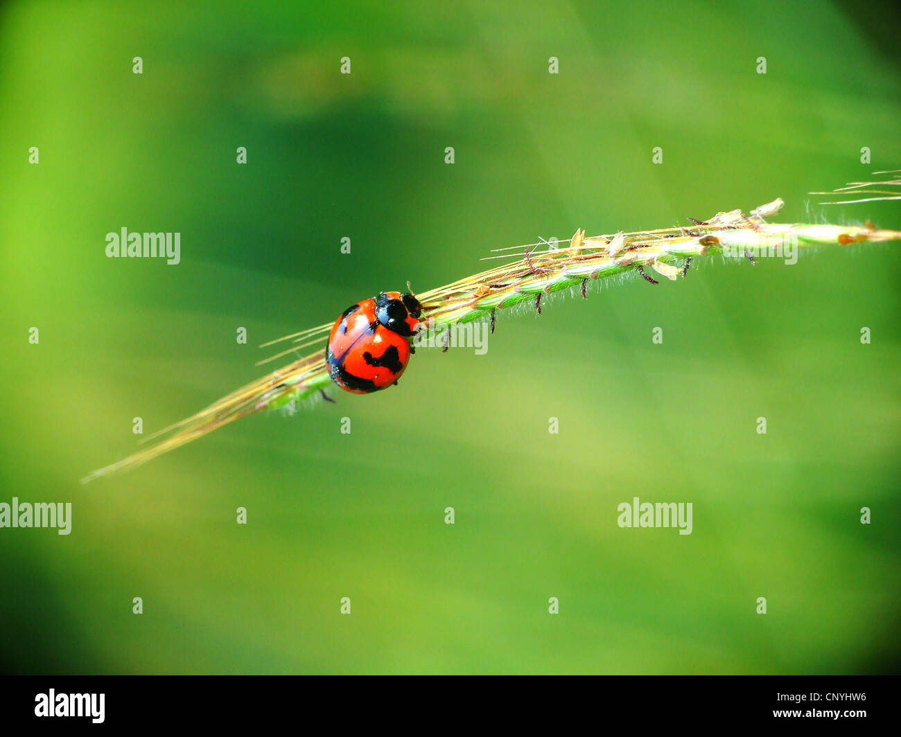 Ladybird on a plant hi-res stock photography and images - Alamy