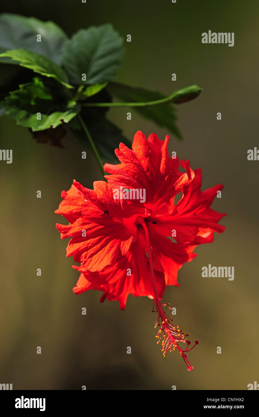Hibiscus hibiscus spec hi-res stock photography and images - Alamy