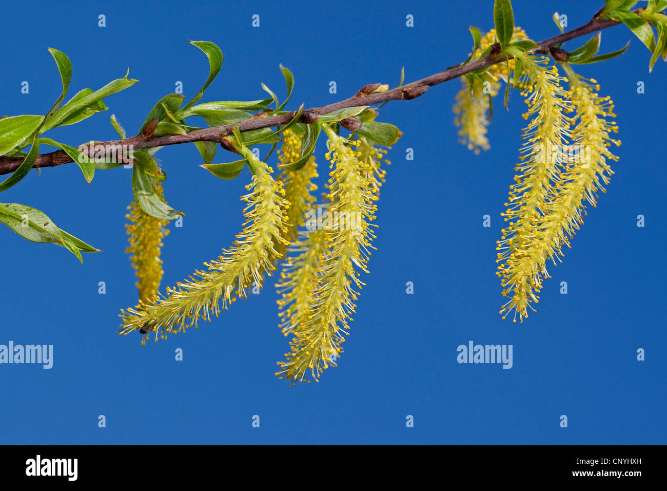 White willow (Salix alba), branch with male catkins, Germany Stock ...