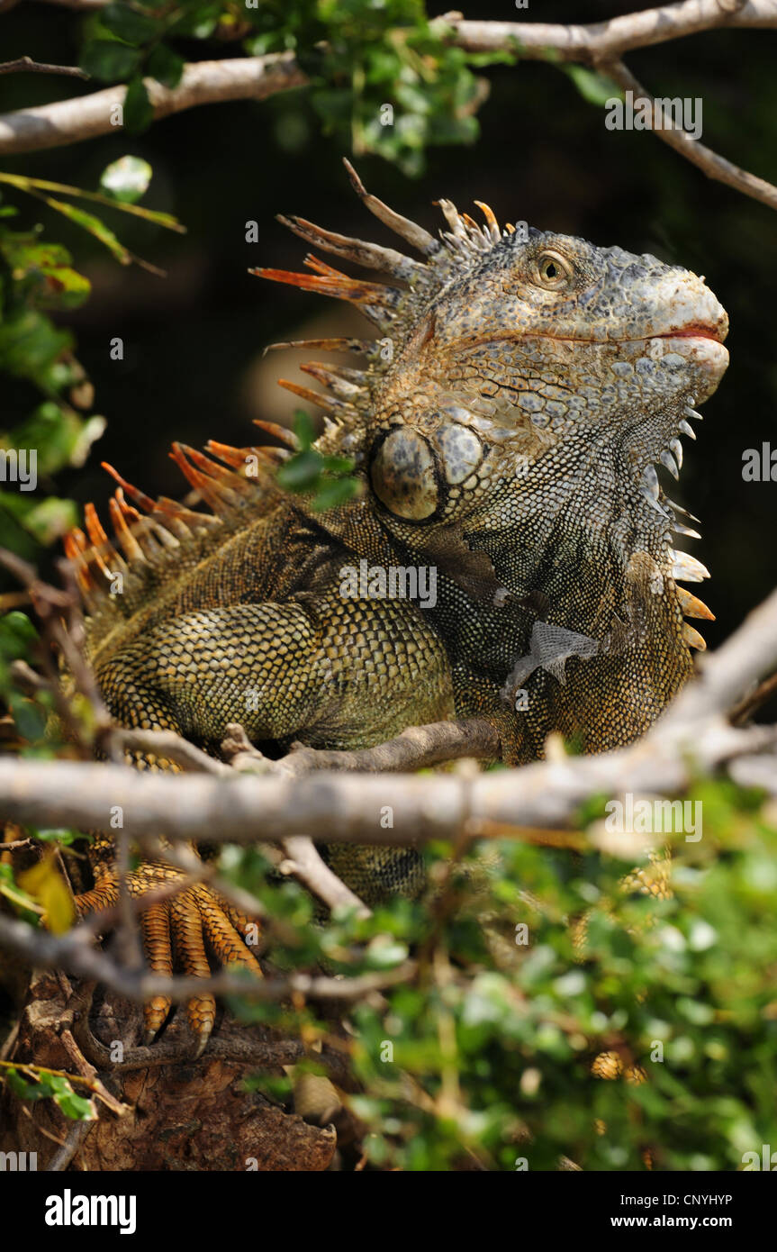 green iguana, common iguana (Iguana iguana), sitting on a tree ...