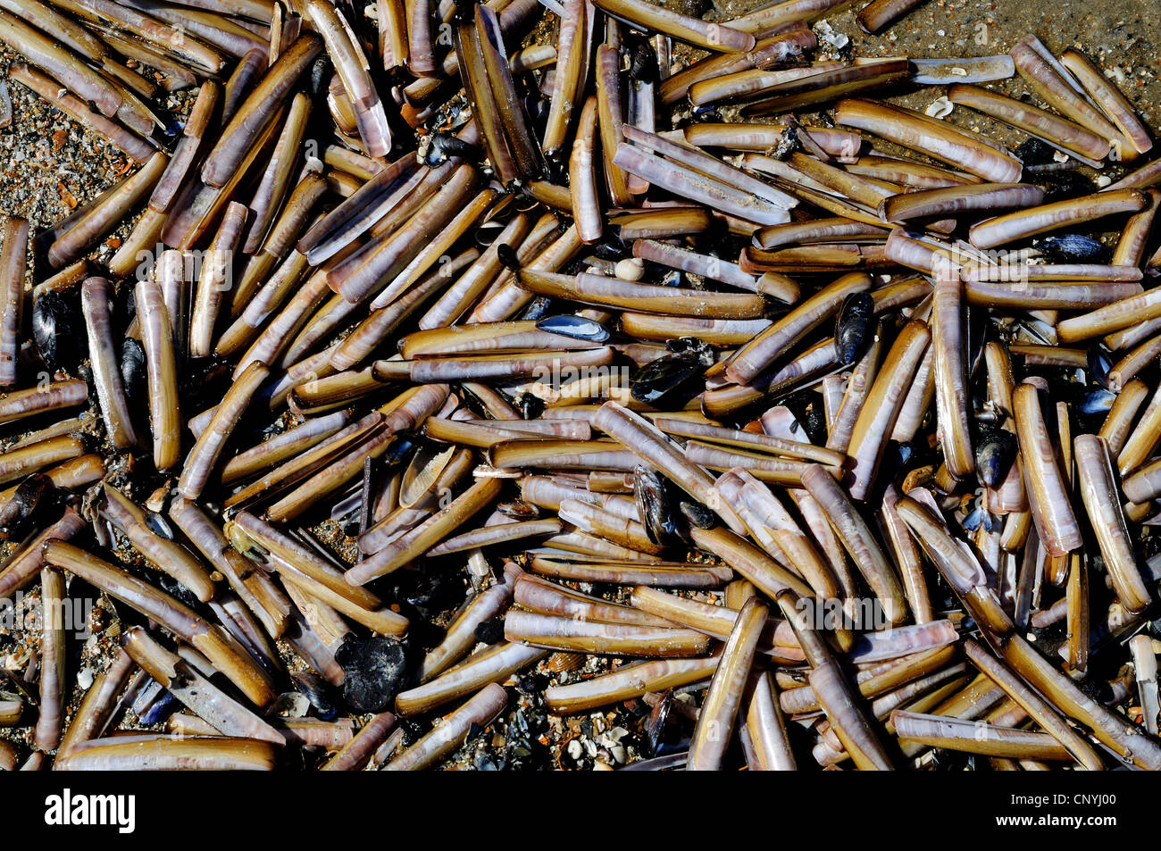 common razor clam, narrow jackknife clam, sword razor (Ensis ensis), a ...