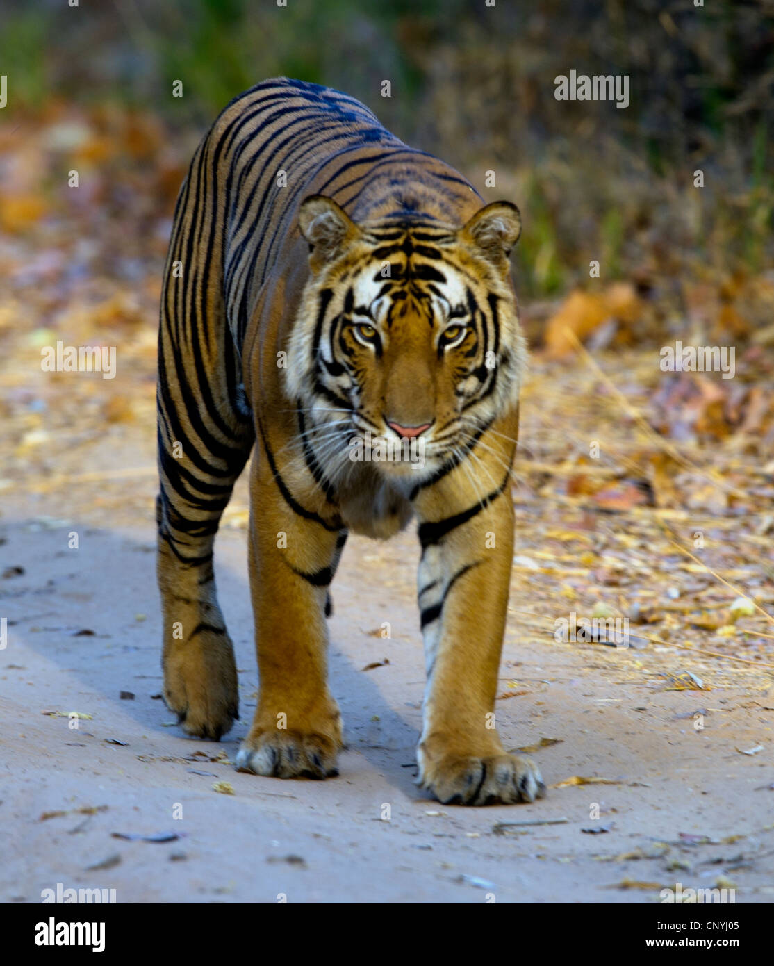 Bengal tiger walking down hi-res stock photography and images - Alamy
