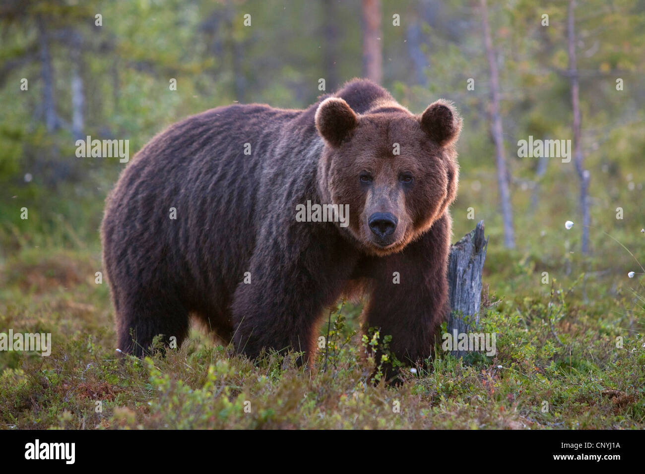 European brown bear (Ursus arctos arctos), standing in a light conifer ...
