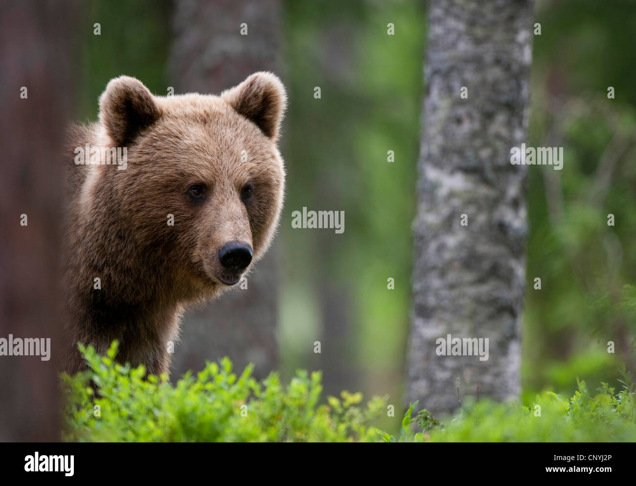 European brown bear (Ursus arctos arctos), female juvenile standing in ...