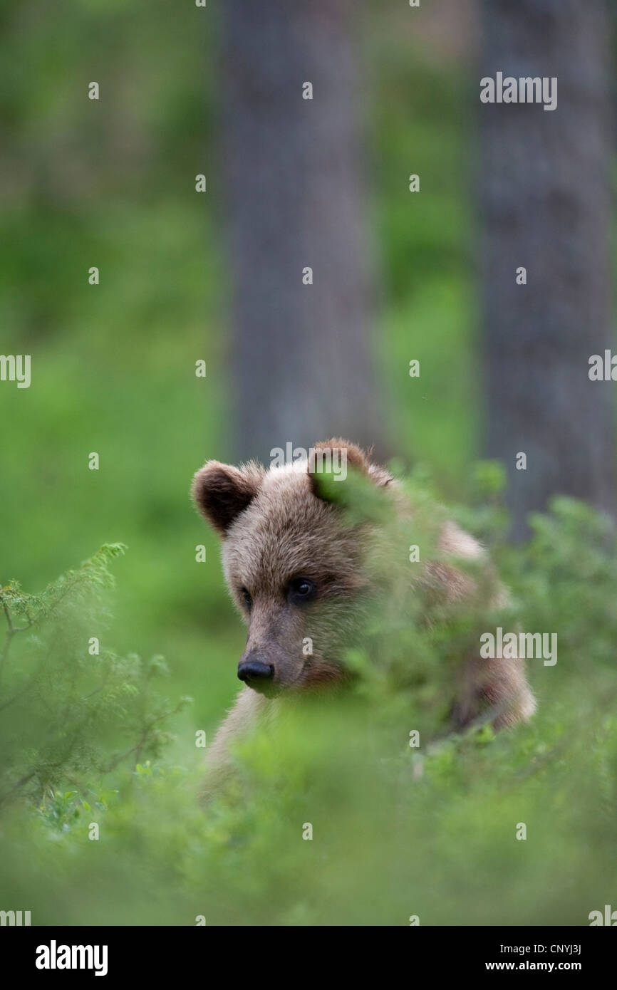 Bear among vegetation hi-res stock photography and images - Alamy