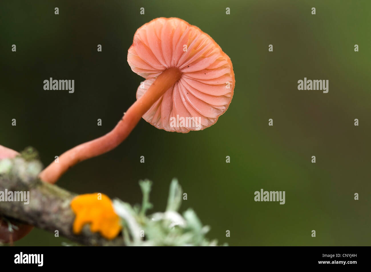 Beautiful mushroom or fungi detail in the wild Stock Photo - Alamy