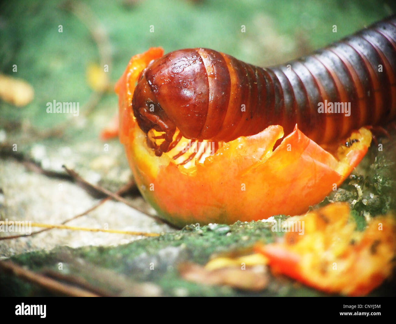 Giant Centipede Eating Mouse