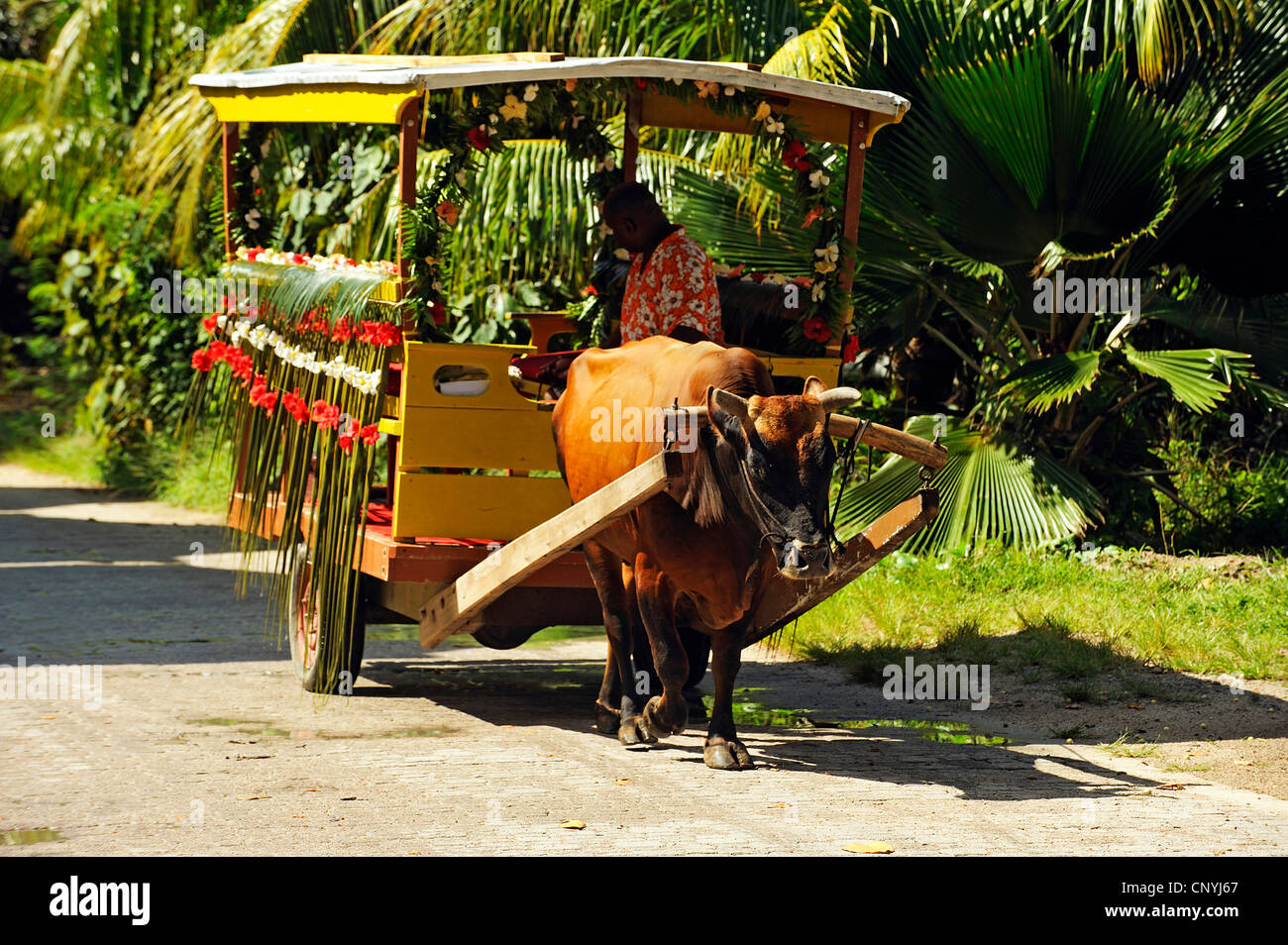 Zebu, Humped Cattle, Indicus Cattle (Bos primigenius indicus, Bos ...