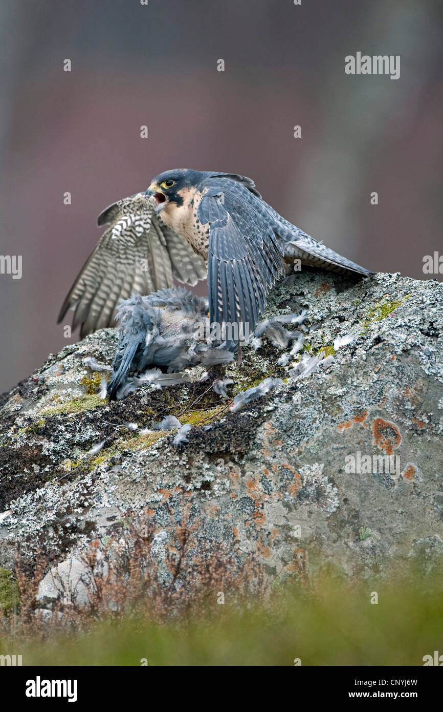 Peregrine falcons scotland hi-res stock photography and images - Alamy