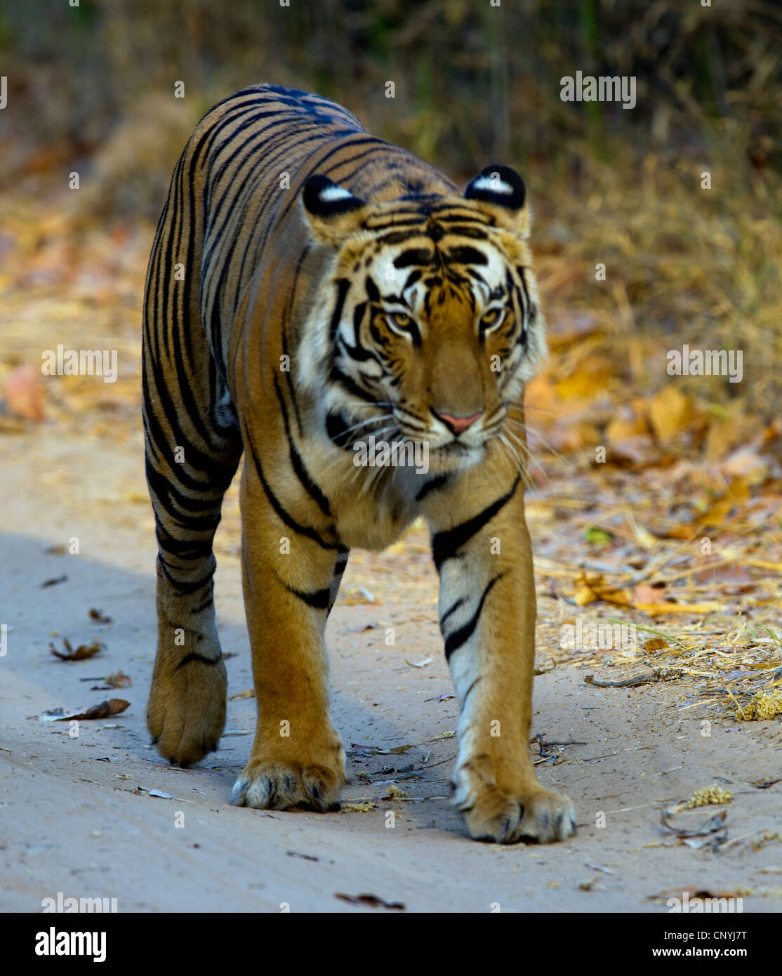 Bengal tiger walking down hi-res stock photography and images - Alamy