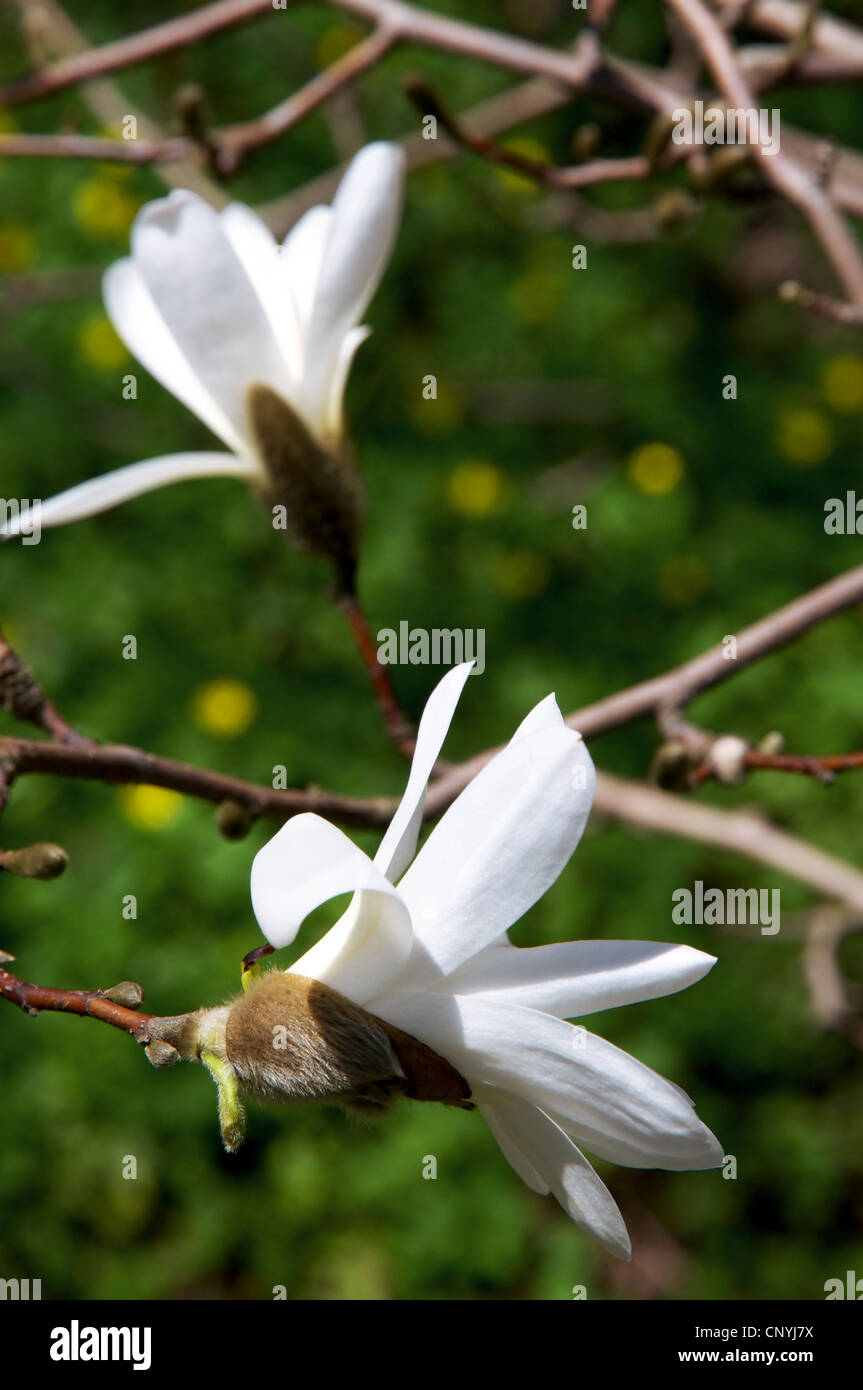 Spring blooming magnolia tree Stock Photo - Alamy