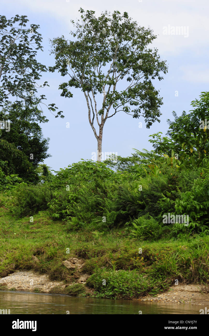 rain forest at a river shore, Honduras, La Mosquitia, Las Marias Stock ...