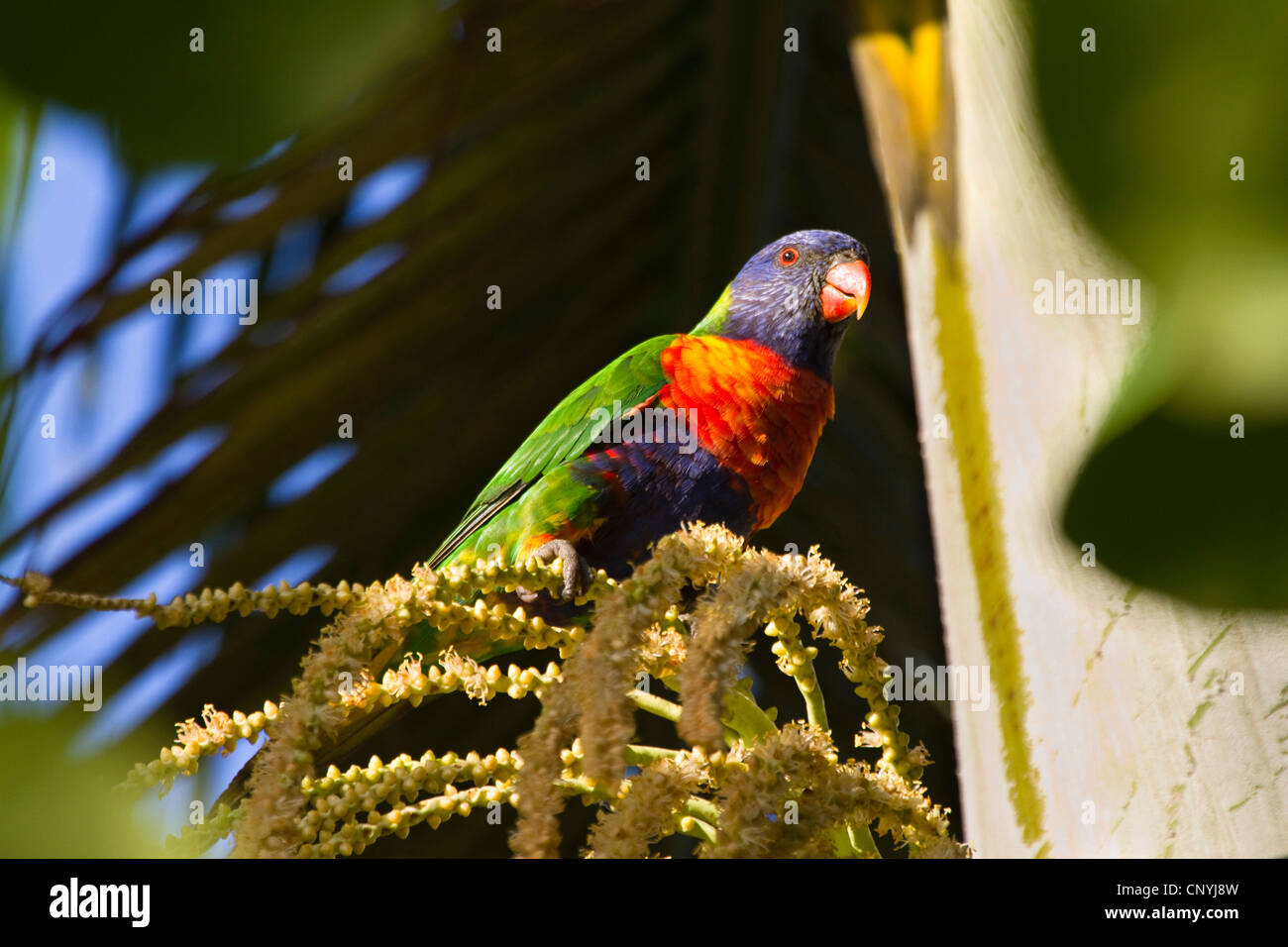 rainbow lory (Trichoglossus haematodus), sitting on an inflorescence ...