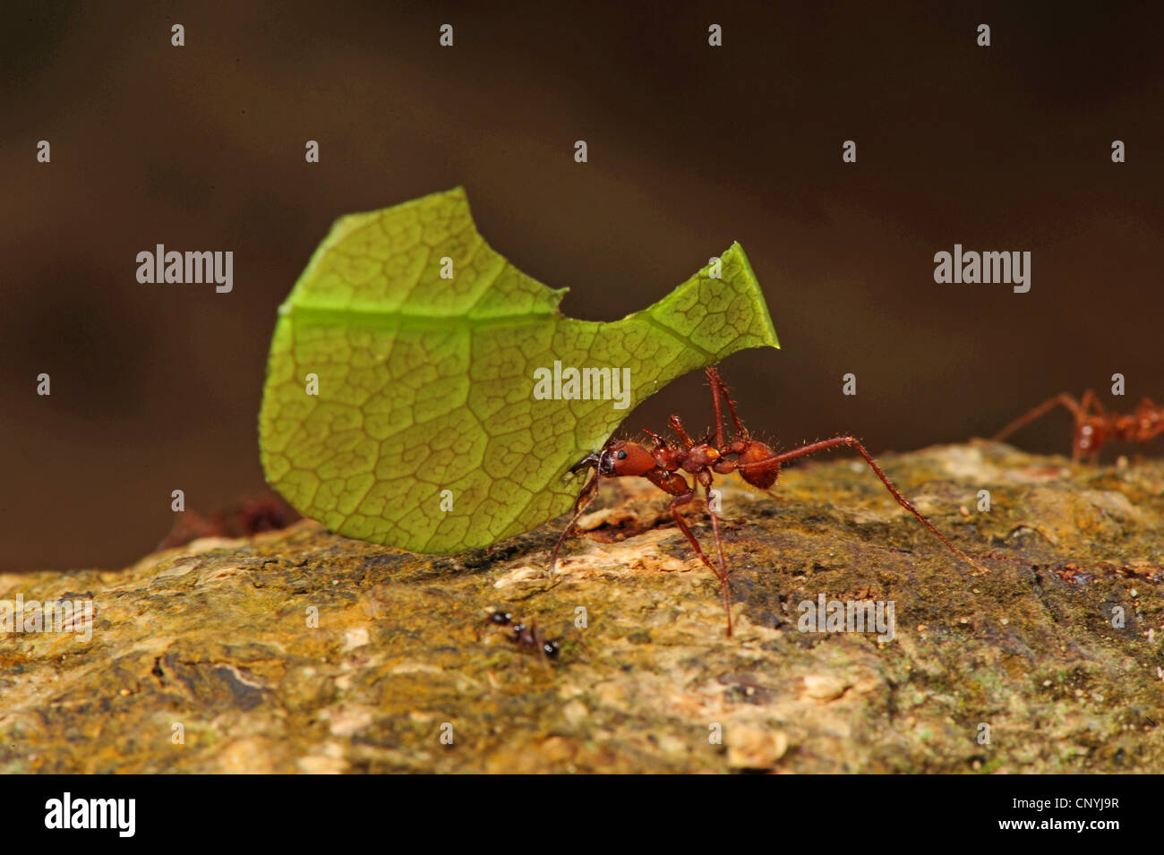 Ant carrying leaves hi-res stock photography and images - Alamy