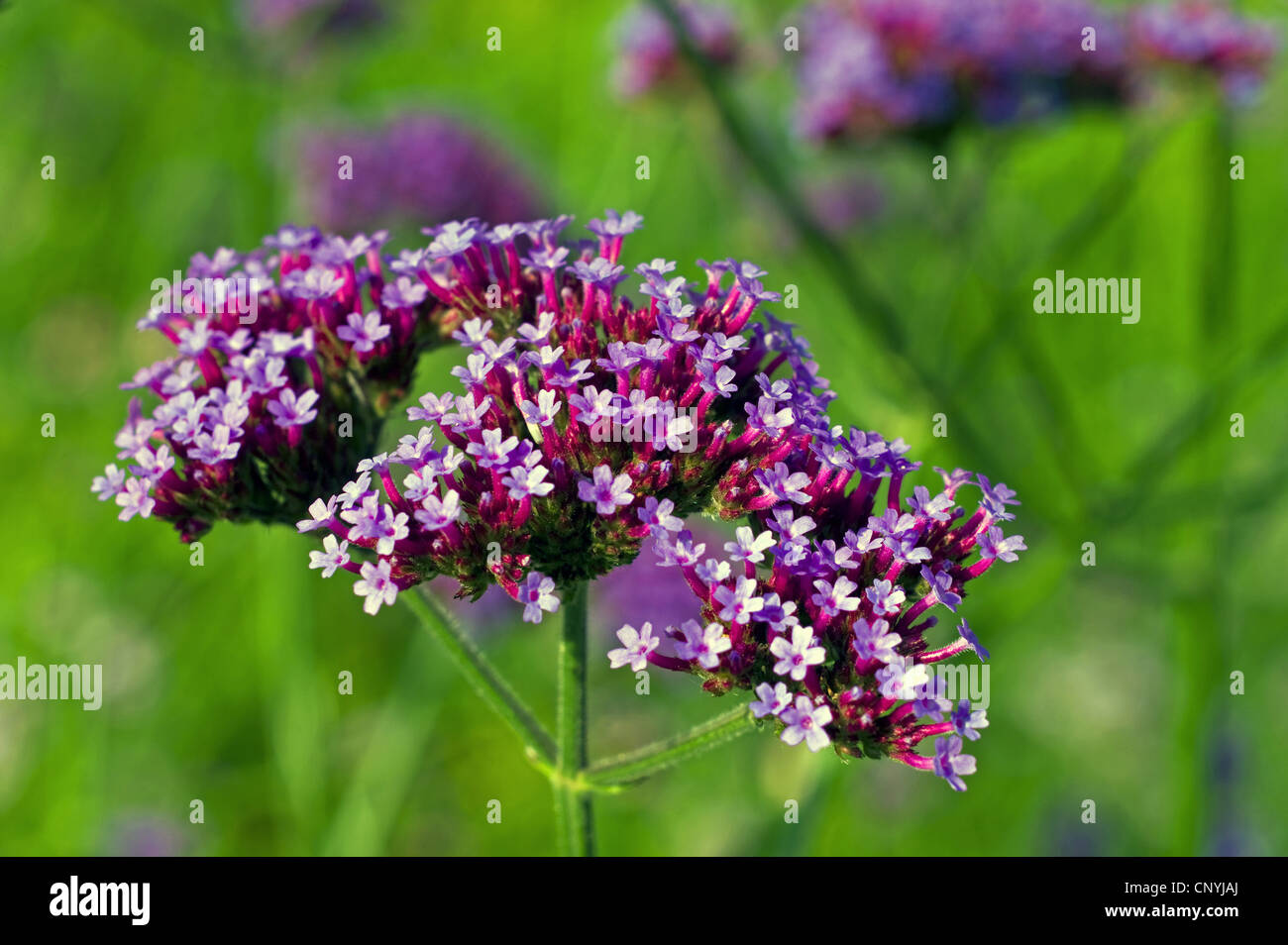 Tall vervain (Verbena bonariensis), inflorescence Stock Photo - Alamy