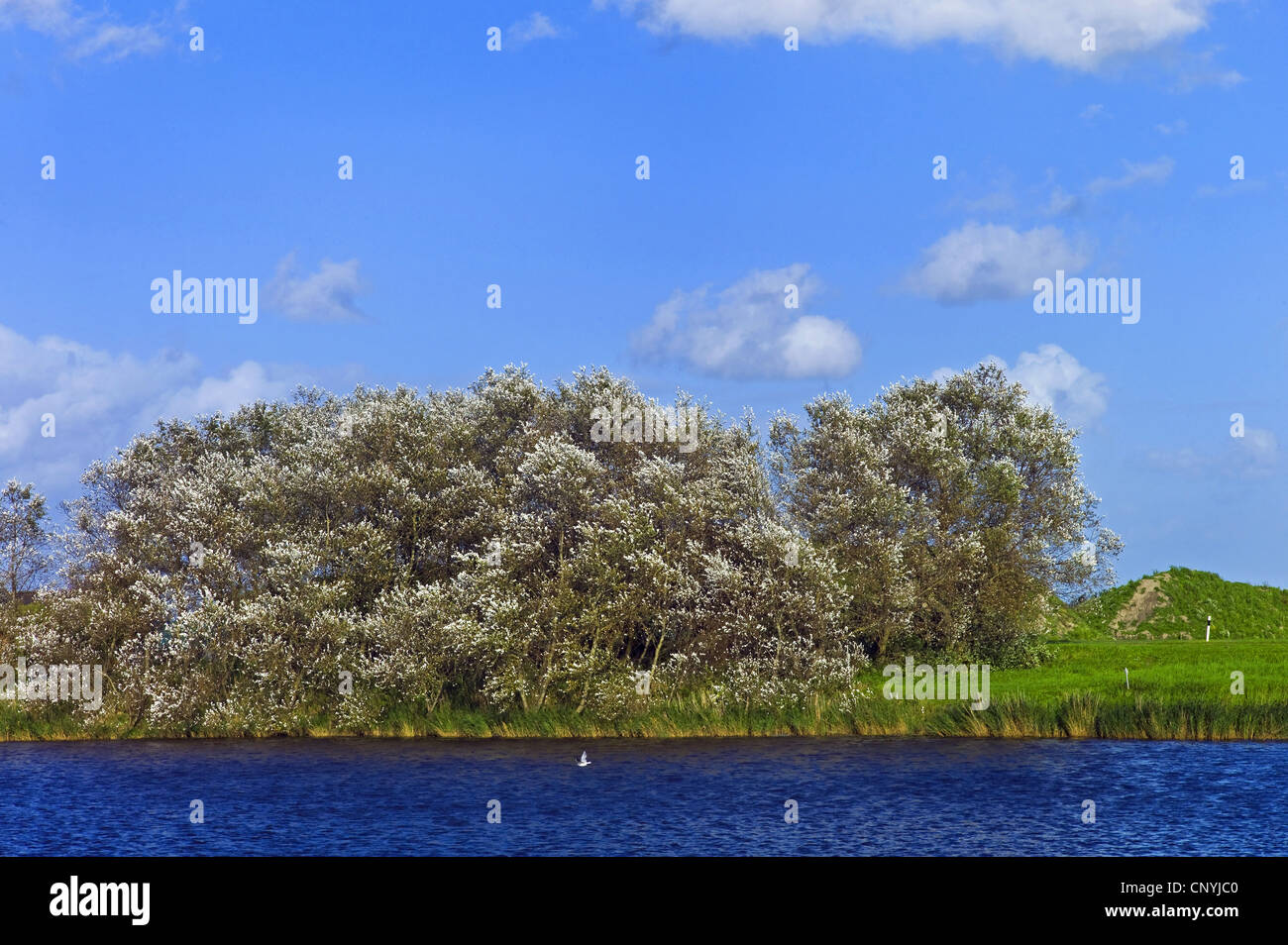 white poplar, silver-leaved poplar, abele (Populus alba), white poplars ...