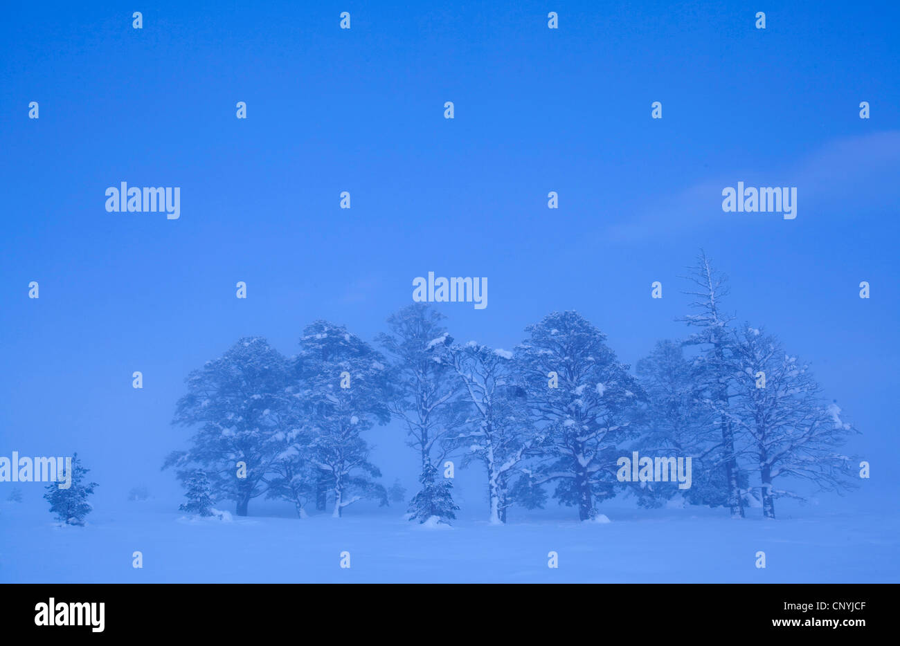 Snowbound pinus sylvestris hi-res stock photography and images - Alamy