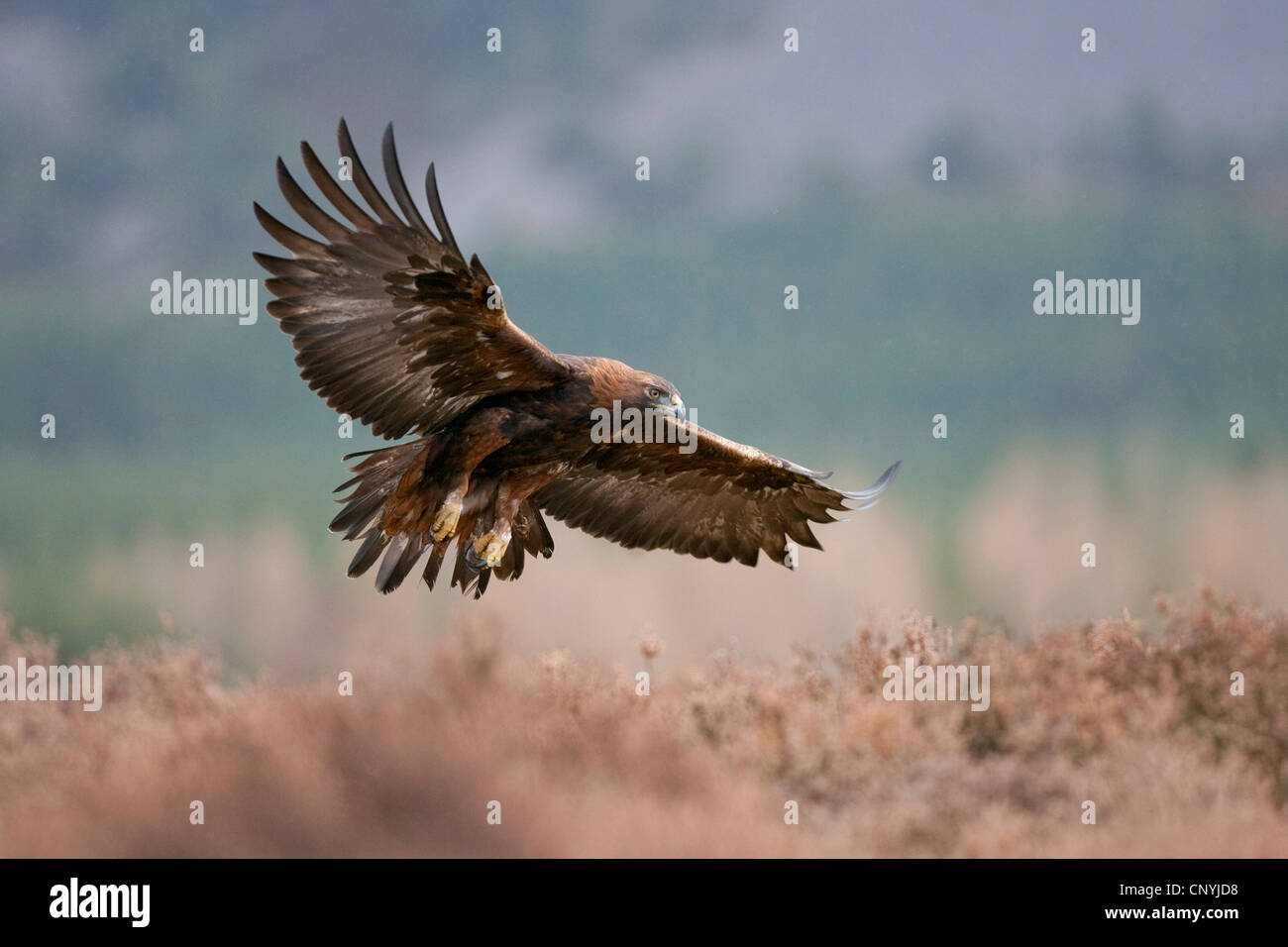 Golden Eagle In Flight Scotland