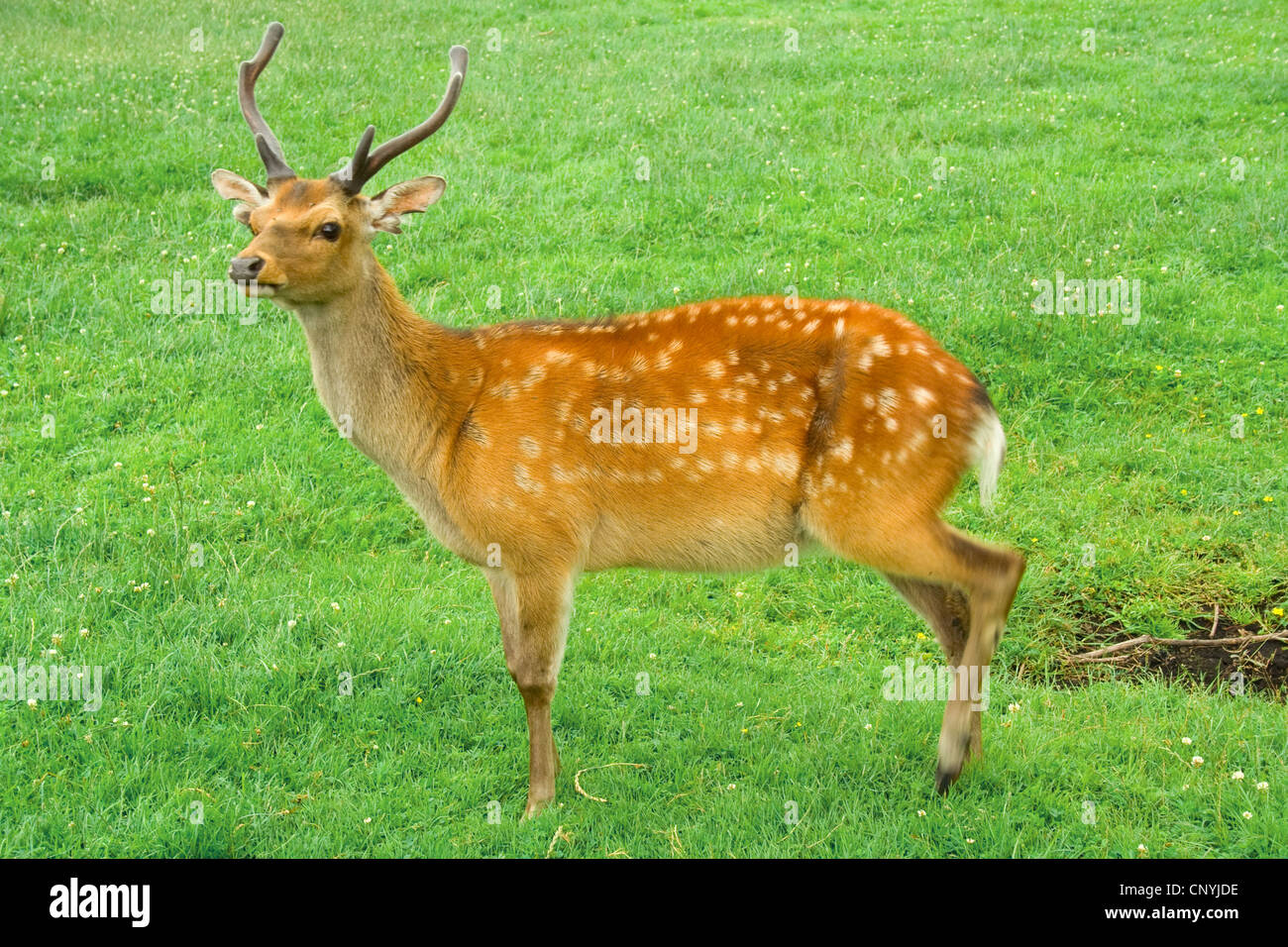 Rutting Mule Deer High Resolution Stock Photography and Images - Alamy