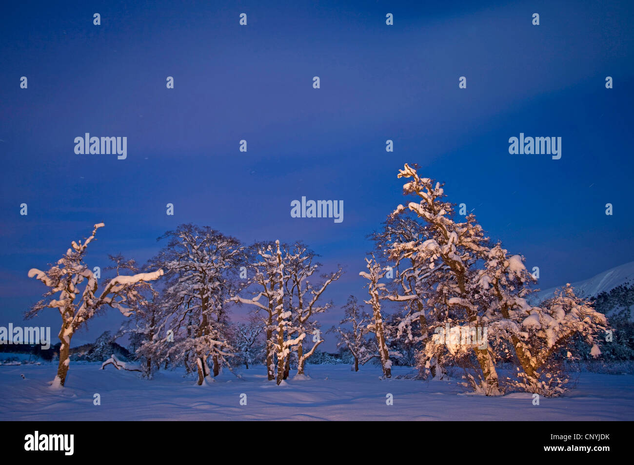 common alder, black alder, European alder (Alnus glutinosa), group of ...