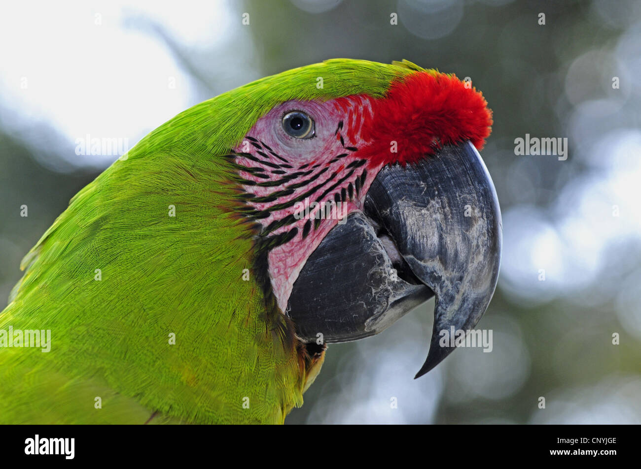 buffon's macaw, buffons macaw (Ara ambigua), portrait, Honduras, Copan ...