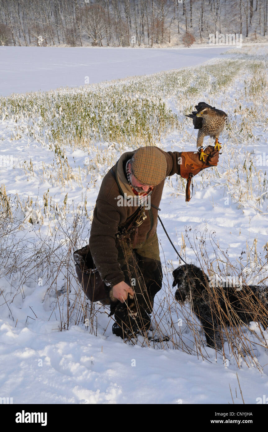 northern goshawk (Accipiter gentilis), hunter with northern goshawk ...
