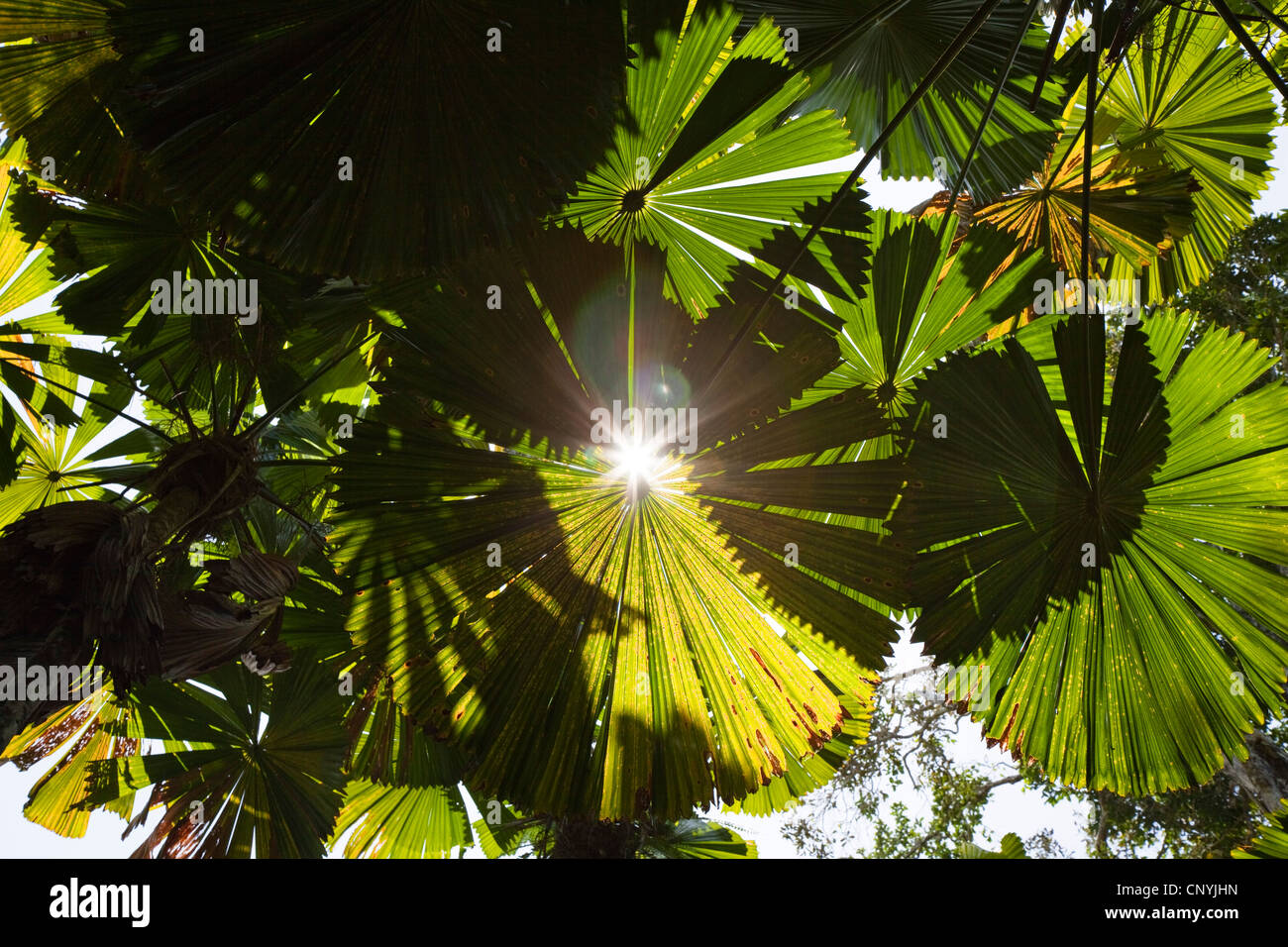 Red latan palm, Australian Fan Palm (Licuala ramsayi), Fan Palms in ...